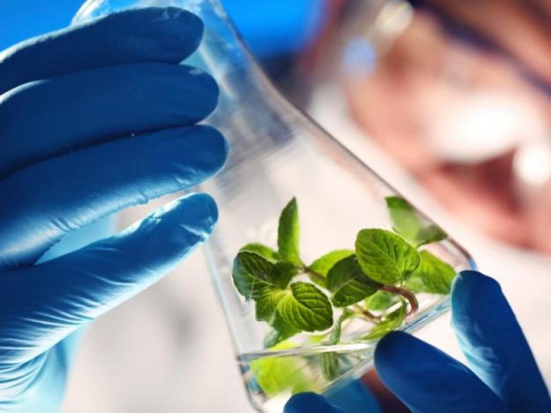 Estudiantes de la UAQ elaboran medicina con herbolaria mexicana