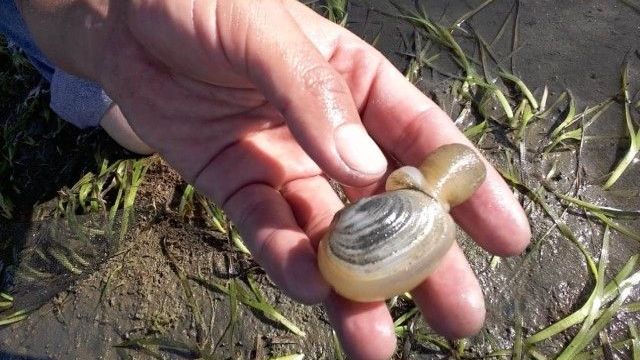 Experimentan con cultivos de almeja generosa en San Quintín