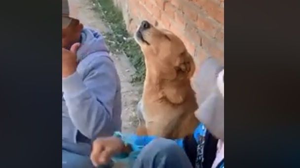 VIDEO: Perrito ''canta'' canción de Los Temerarios e impresiona a ...