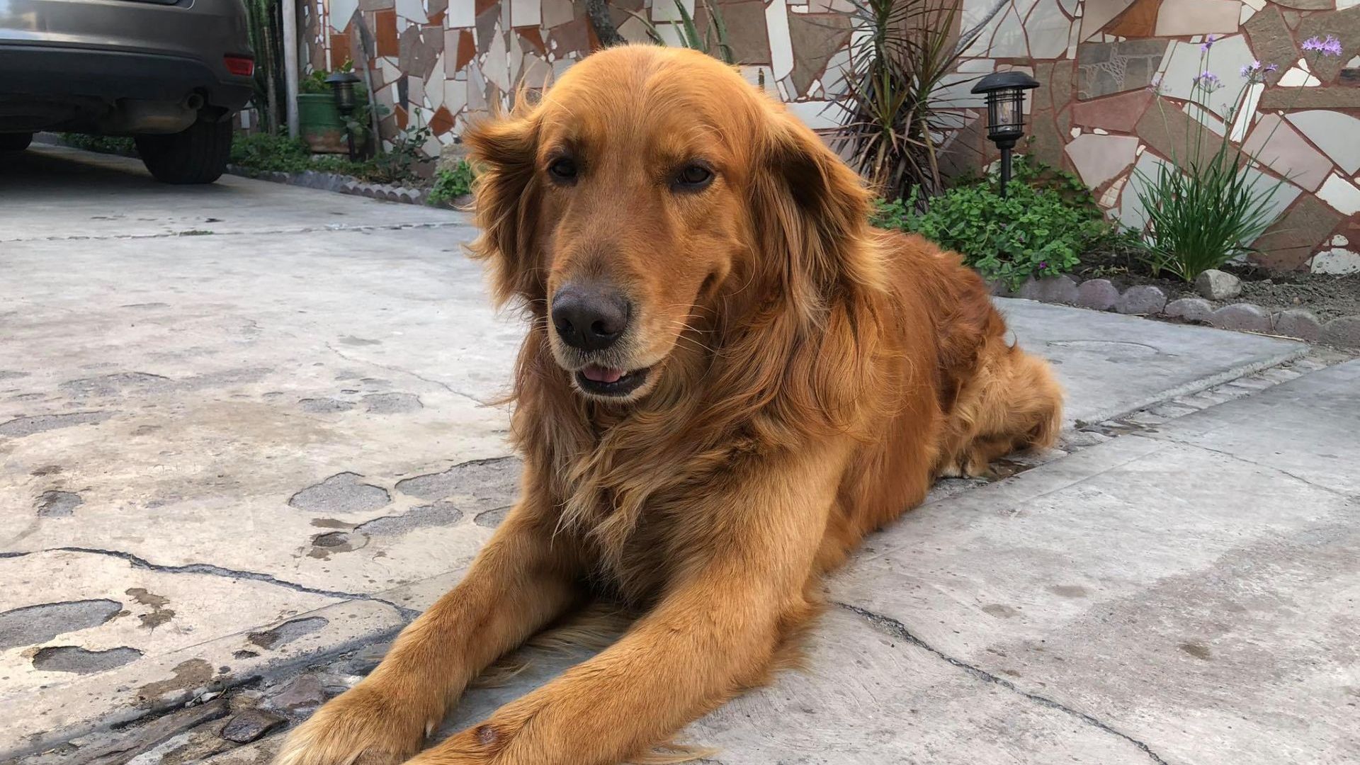 ¡Guao!...Hoy es el Día Mundial del Perro